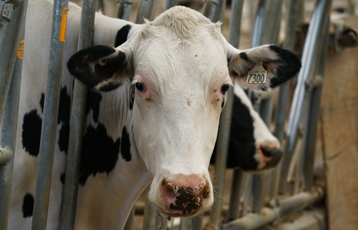 Vaches en cavale: le propriétaire veut «récupérer son troupeau» | JDQ