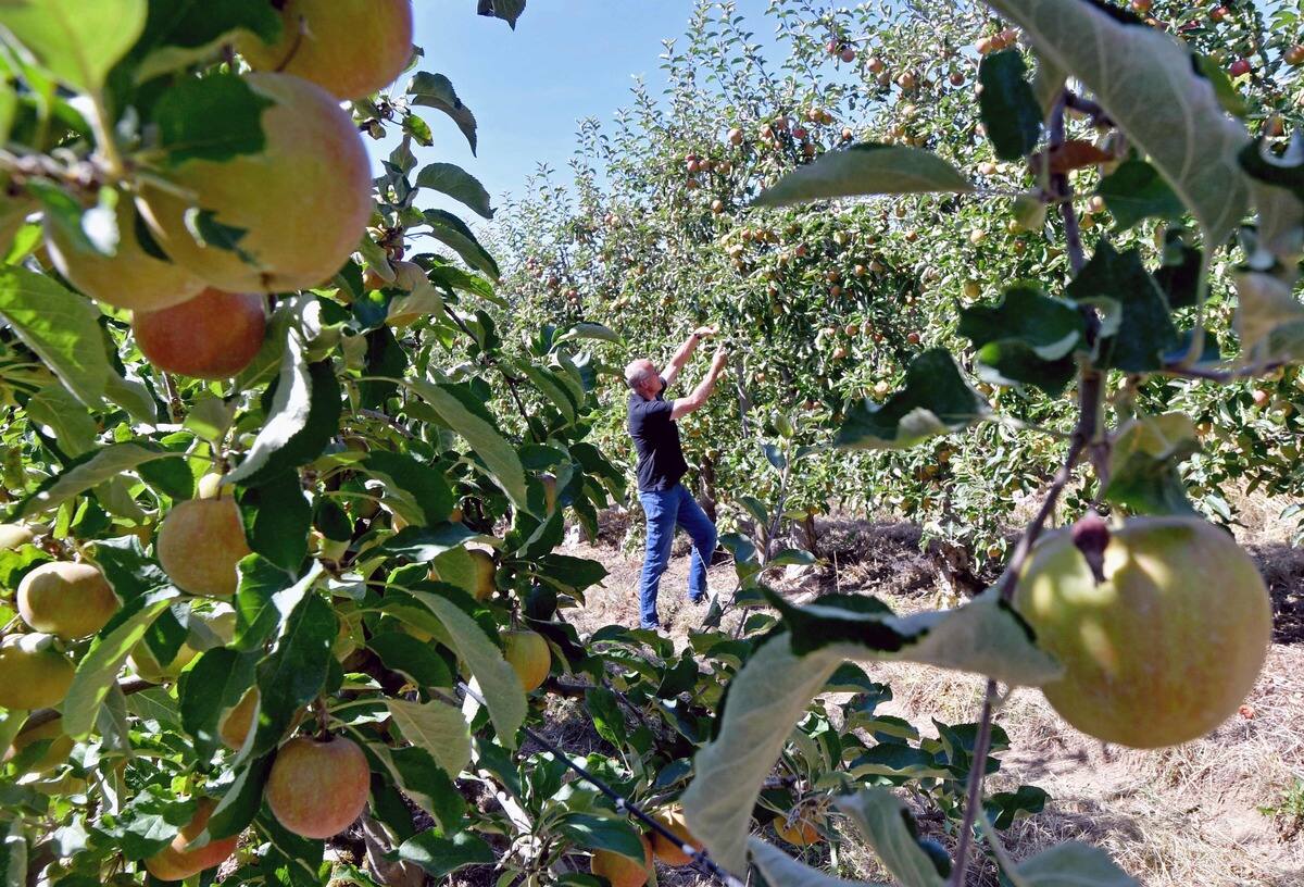 Les pommes poussent à foison cette année | TVA Nouvelles