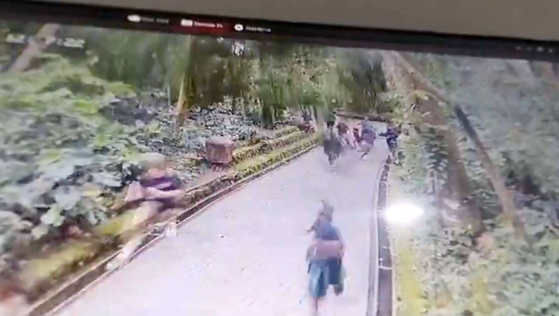 Deux touristes morts après la chute d’un arbre à un attrait touristique ...