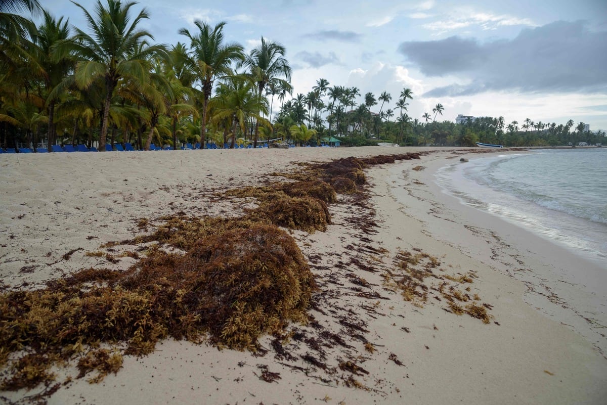 Des algues nauséabondes envahissent les plages en République ...