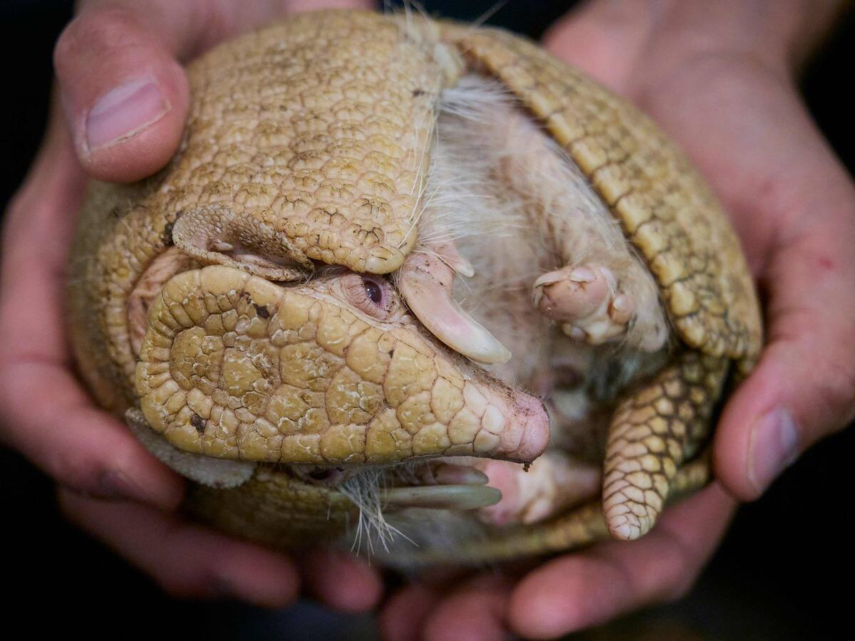 Naissance exceptionnelle d'un tatou albinos dans un zoo de France | JDM