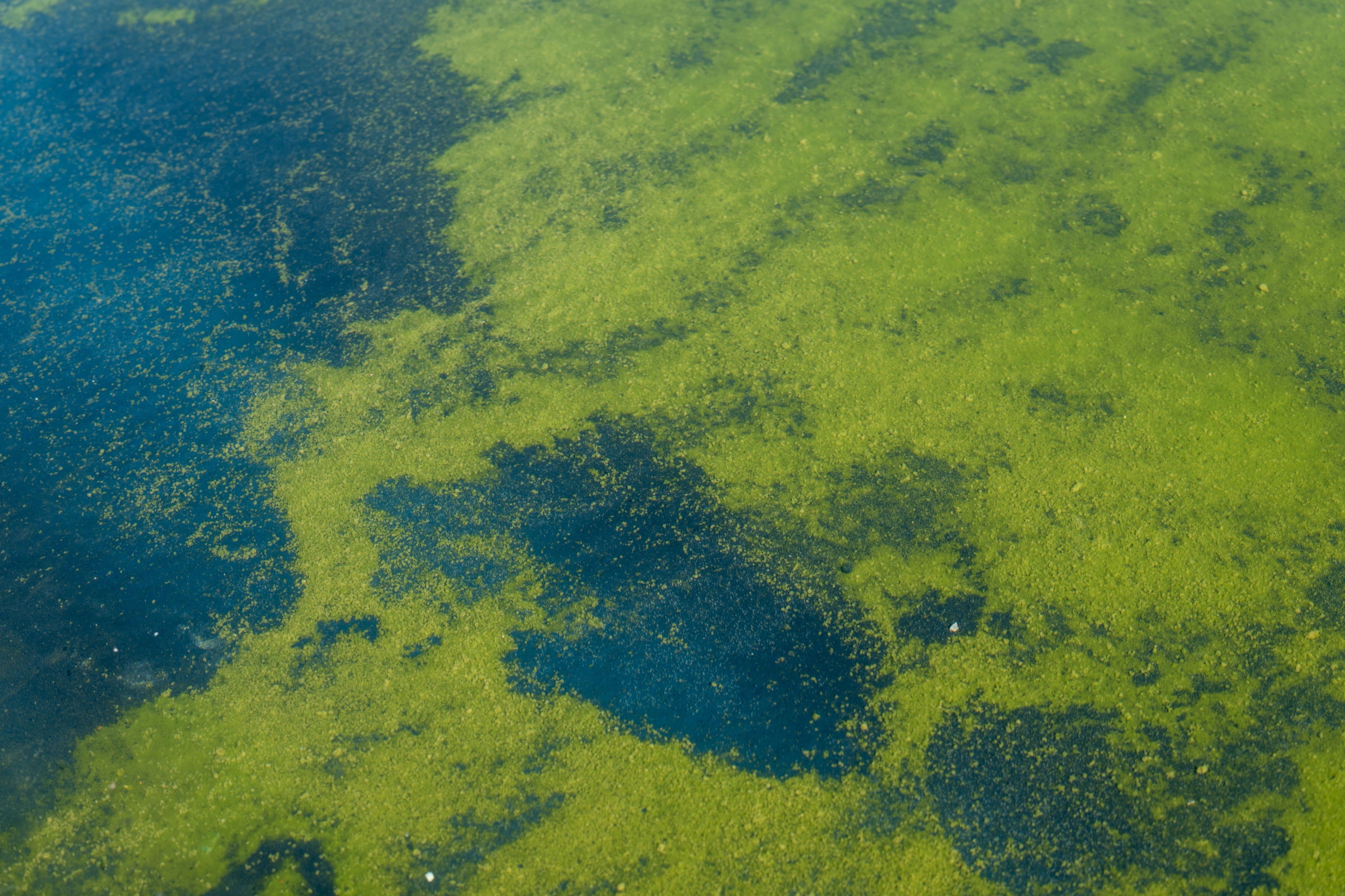 EN IMAGES | Le bassin réfléchissant à Washington envahi d’algues vertes ...