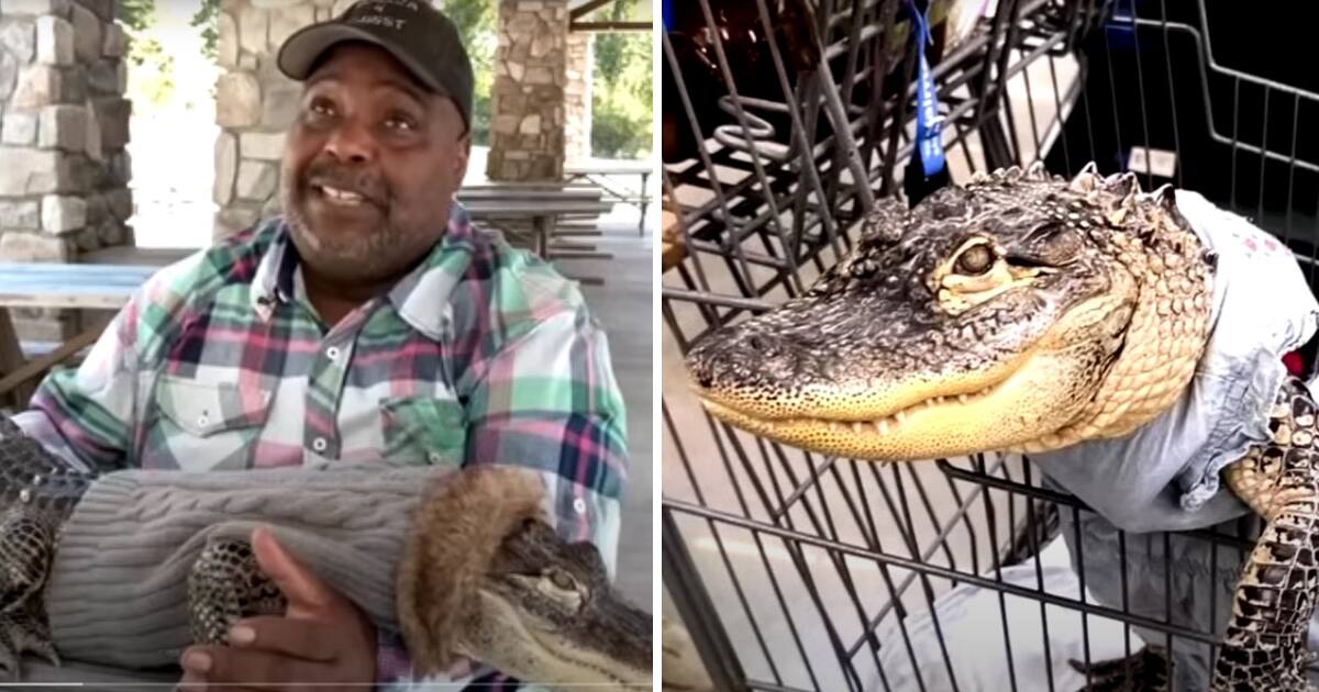 Un alligator de soutien émotionnel banni du Walmart | QUB | QUB info
