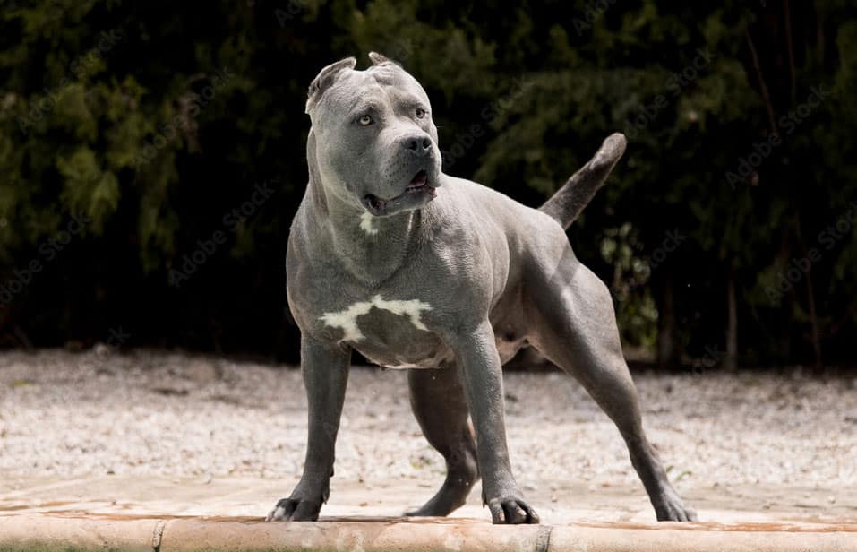 Les chiens American Bully XL interdits après une série d'attaques au ...