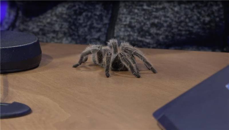 La fameuse araignée de «Stat» dans les studios de QUB | TVA Nouvelles