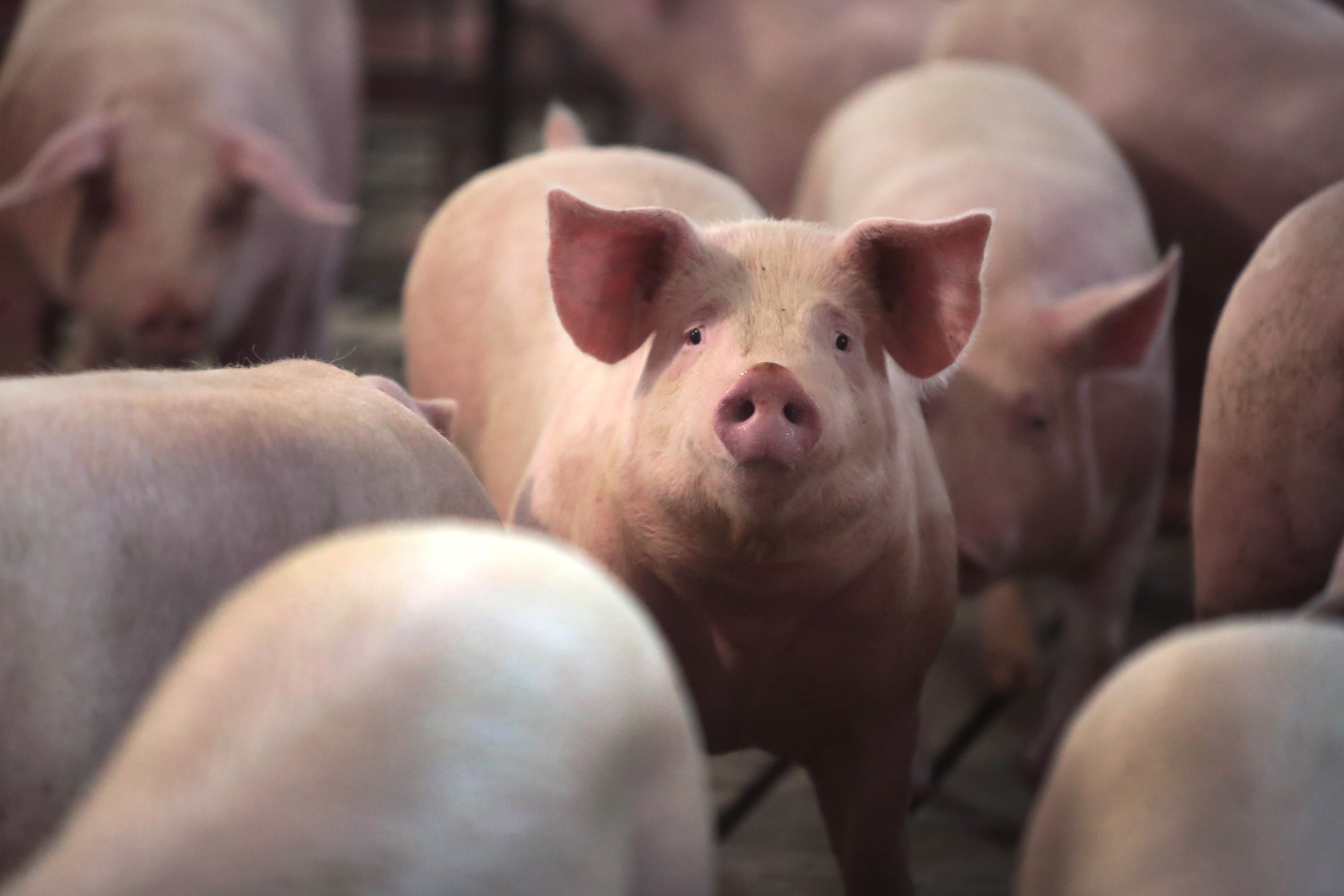 Cochon à toutes les sauces | Le Journal de Québec