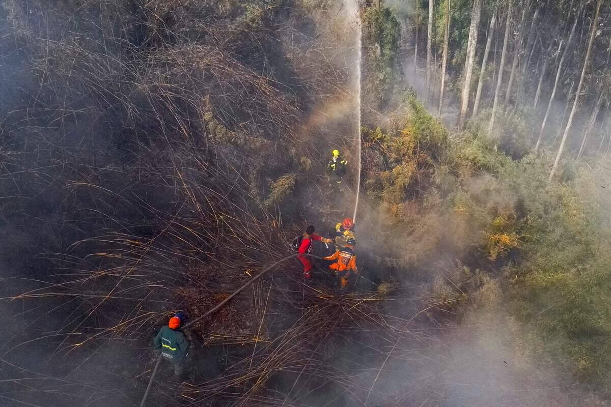 Incendies de forêt: la Colombie lance un appel à l'aide internationale ...
