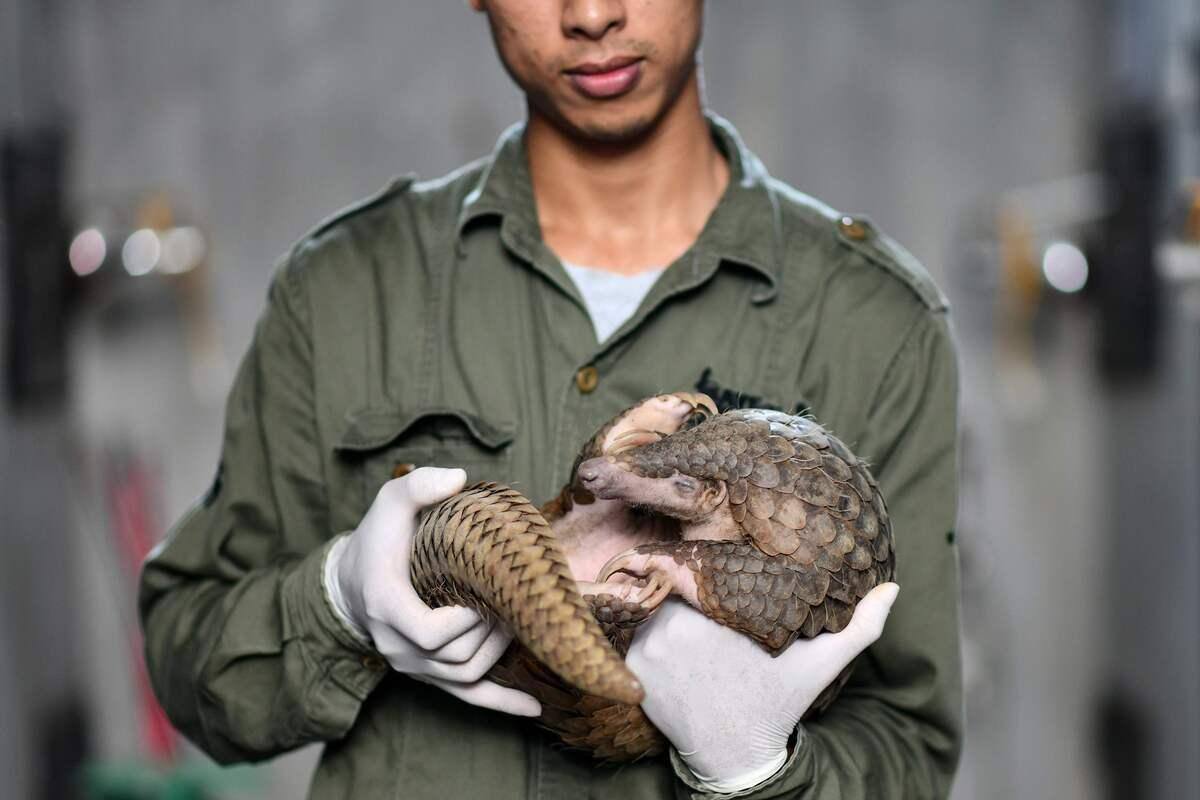 Le Vietnam durcit la lutte contre le trafic de pangolins | JDQ