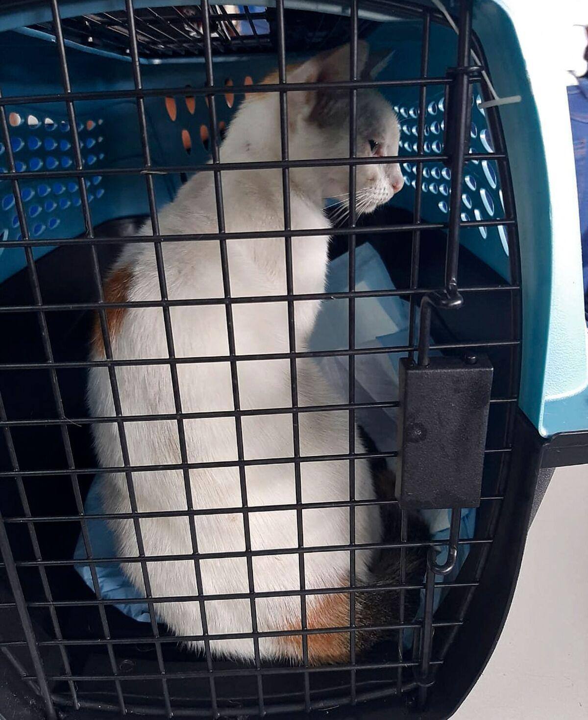 Un chat convoyeur de drogues capturé aux abords d’une prison | TVA ...