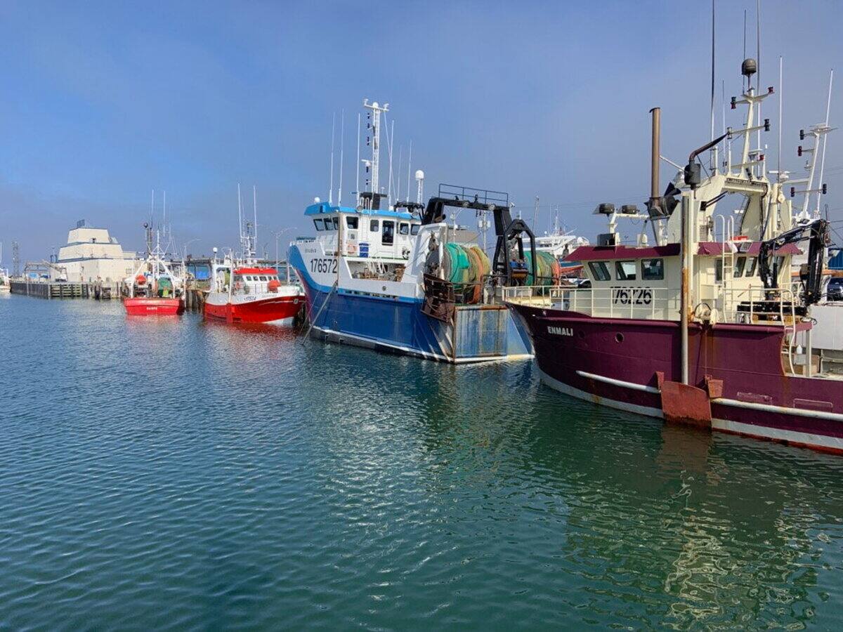 Est-ce la fin pour la crevette de Matane, qui se fait bien rare dans ...