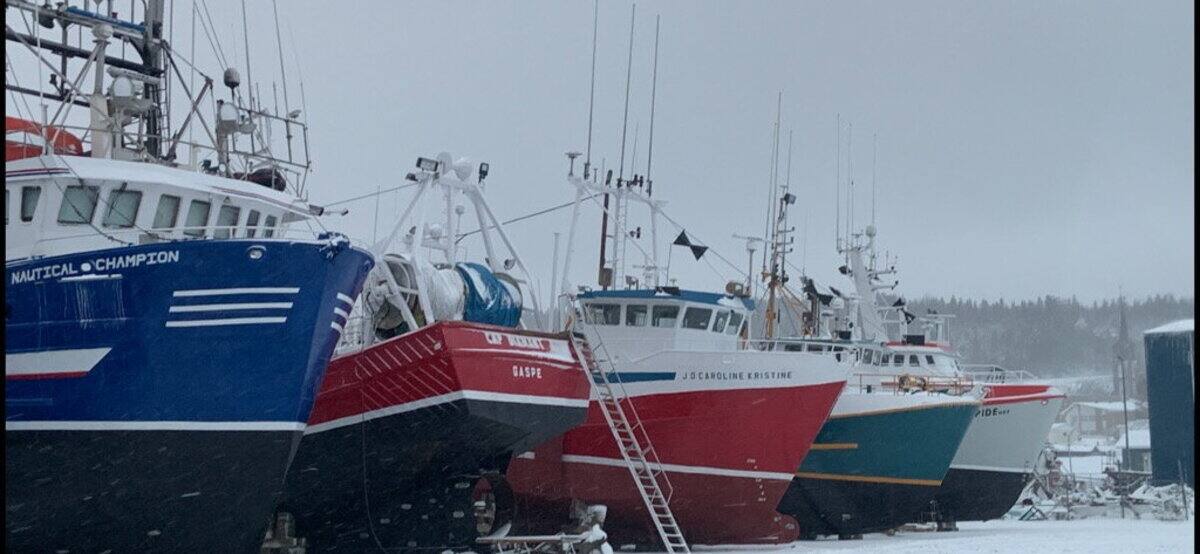 Est-ce la fin pour la crevette de Matane, qui se fait bien rare dans ...
