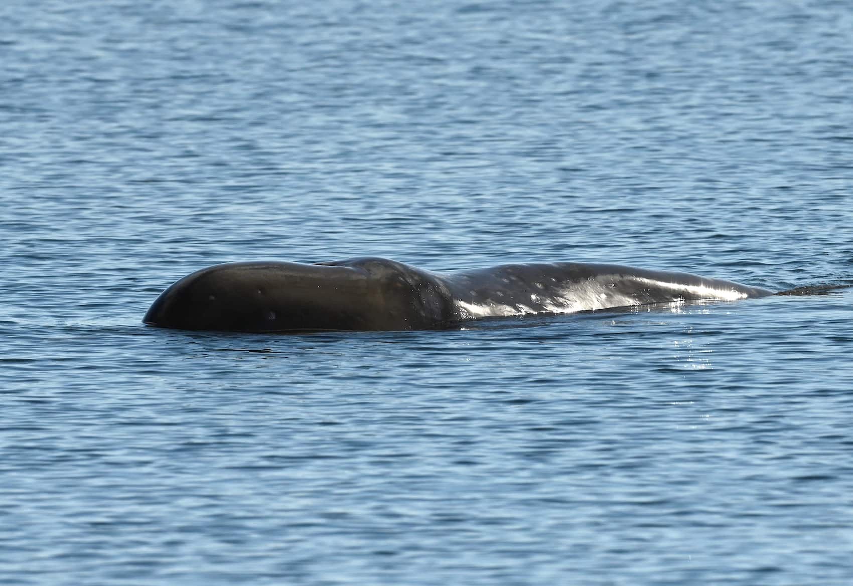 Une baleine extrêmement rare observée à Tadoussac | JDQ