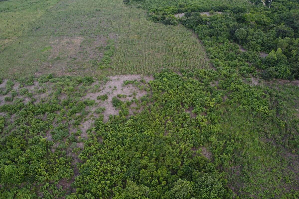 «C'était la jungle»: une lutte acharnée pour restaurer la plus vaste ...