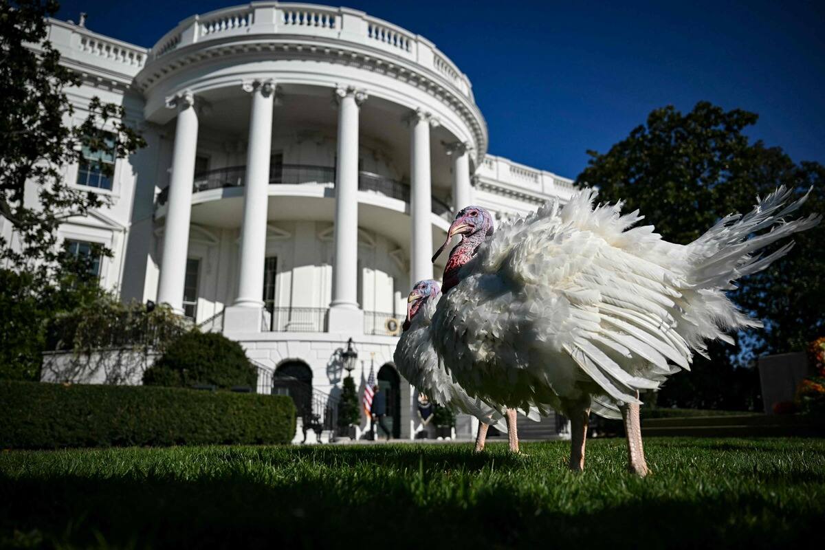 Voici Peach et Blossom, les deux dindes graciées par Joe Biden | JDQ