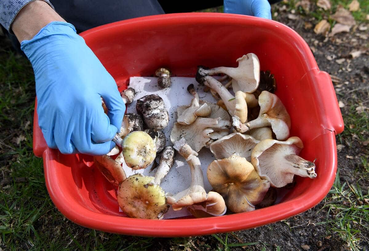Champignons sauvages toxiques: neuf enfants et deux adultes ...