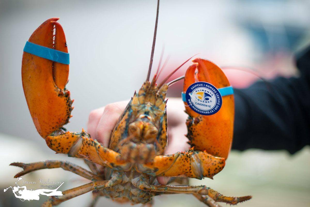 Voici le prix que vous devriez payer pour du homard au Québec en 2024 ...