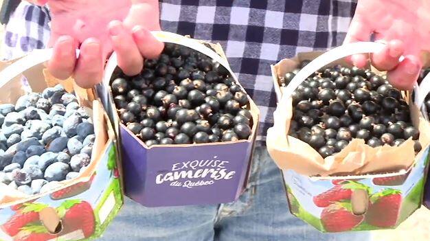 Autocueillette de petits fruits uniques à Trois-Rivières | JDQ