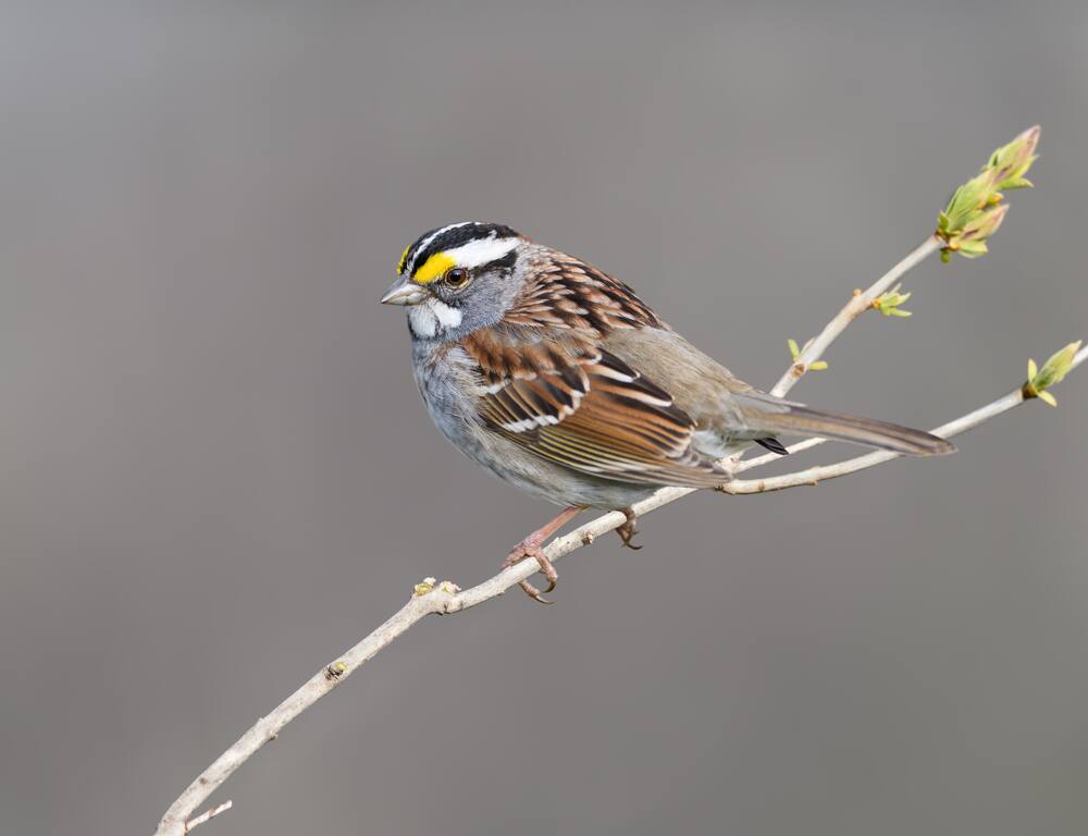 7 espèces d'oiseaux à observer en mai au Québec | Salut Bonjour