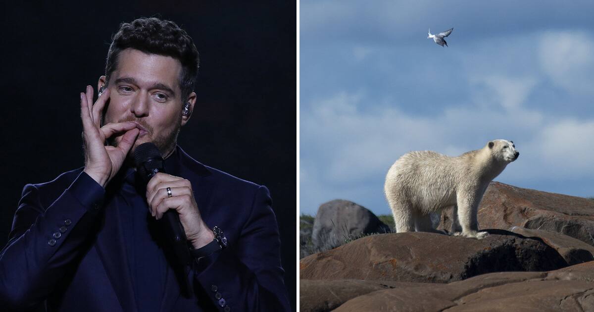 Michael Bublé raconte la fois où il a failli se faire dévorer par un ...
