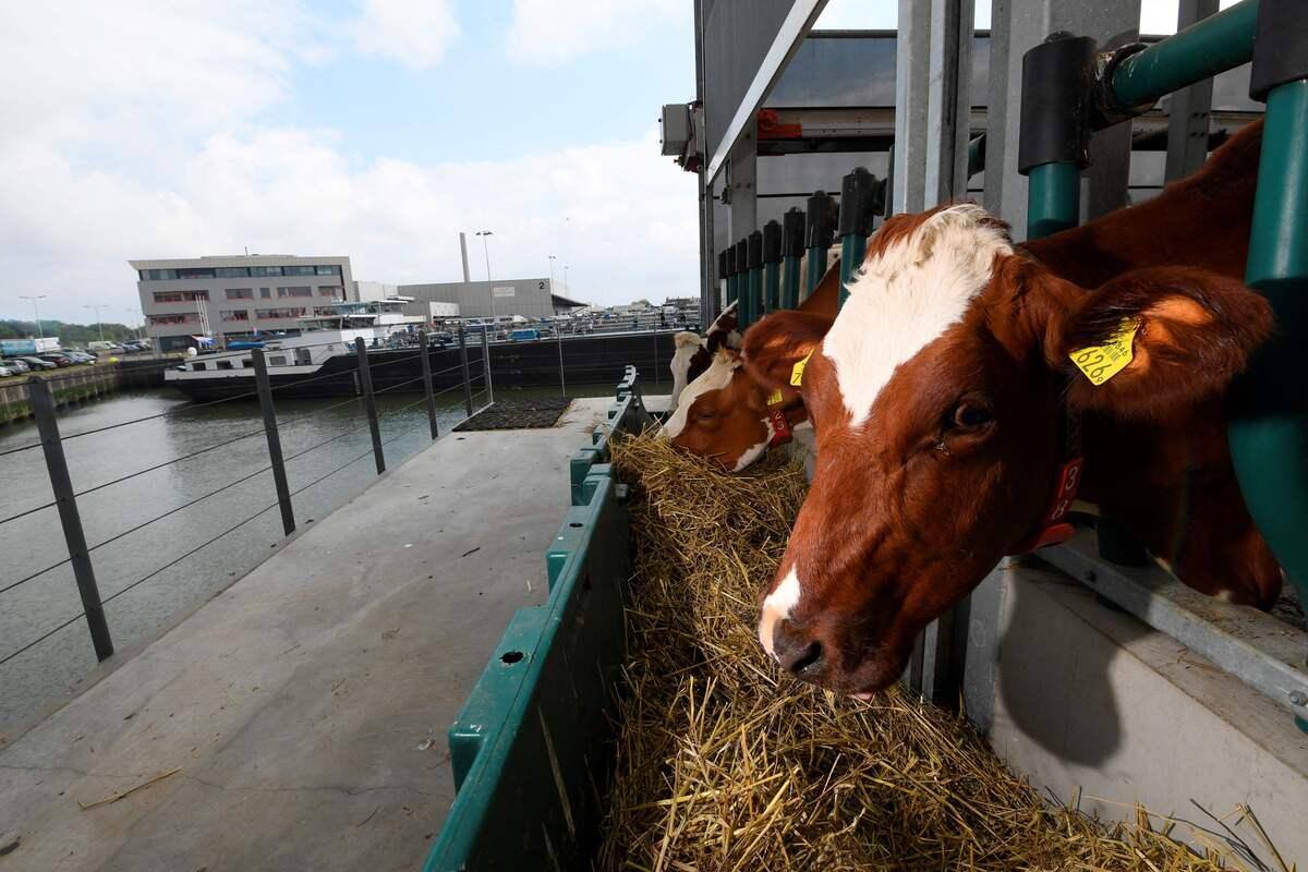 In Rotterdam, cows float on water to protect the climate
