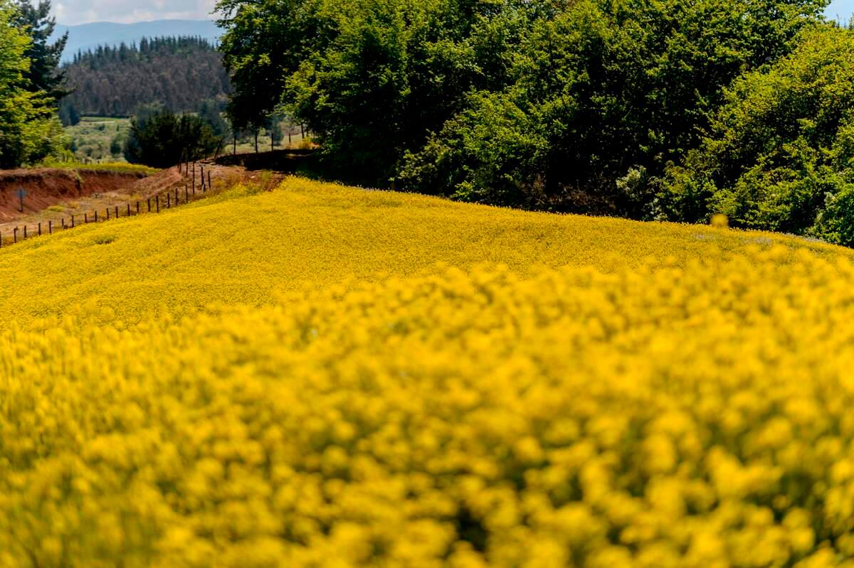 Un nouveau test pour détecter du colza OGM canadien | JDM