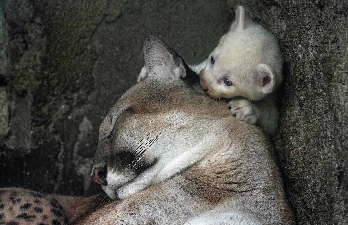 Naissance d'un rare puma albinos dans un zoo du Nicaragua | JDQ