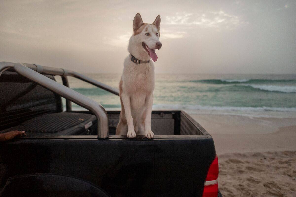 Pourquoi le husky est désormais à la mode dans le Sahara? | JDM