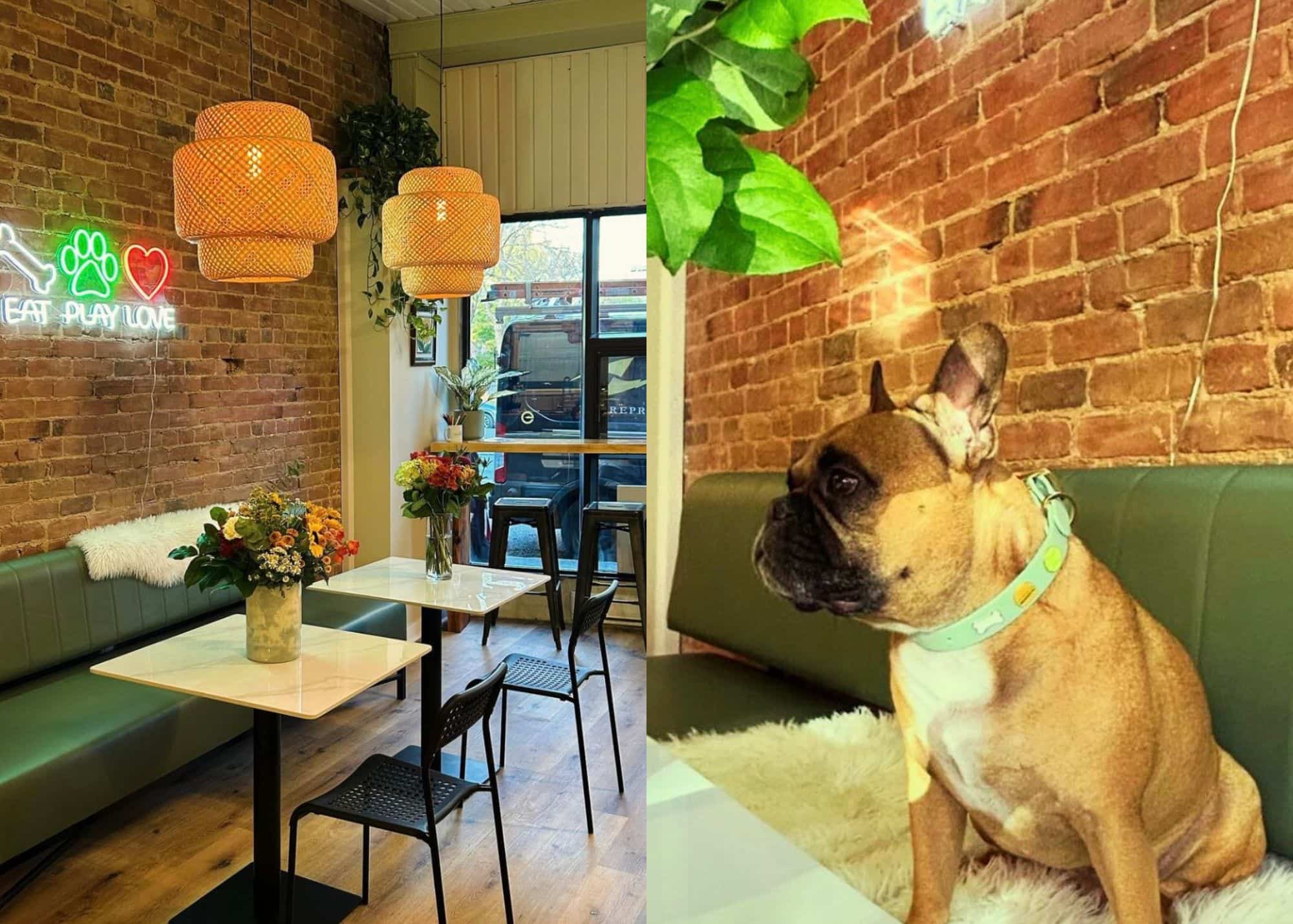 Café Maison Pawz: un nouvel endroit de rêve pour les « dog lovers » et ...
