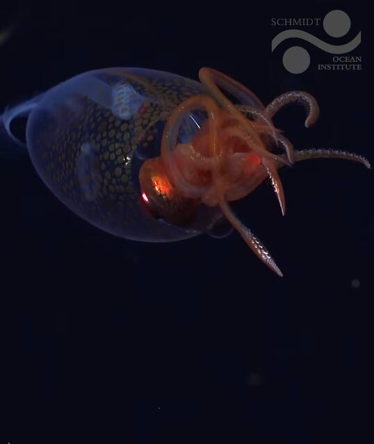 VIDÉO | «Beau et insolite»: un calmar colossal des fins fonds marins ...