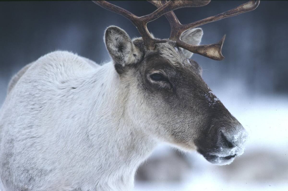 Ministère des Forêts, de la Faune et des Parcs scindé: les caribous ne ...