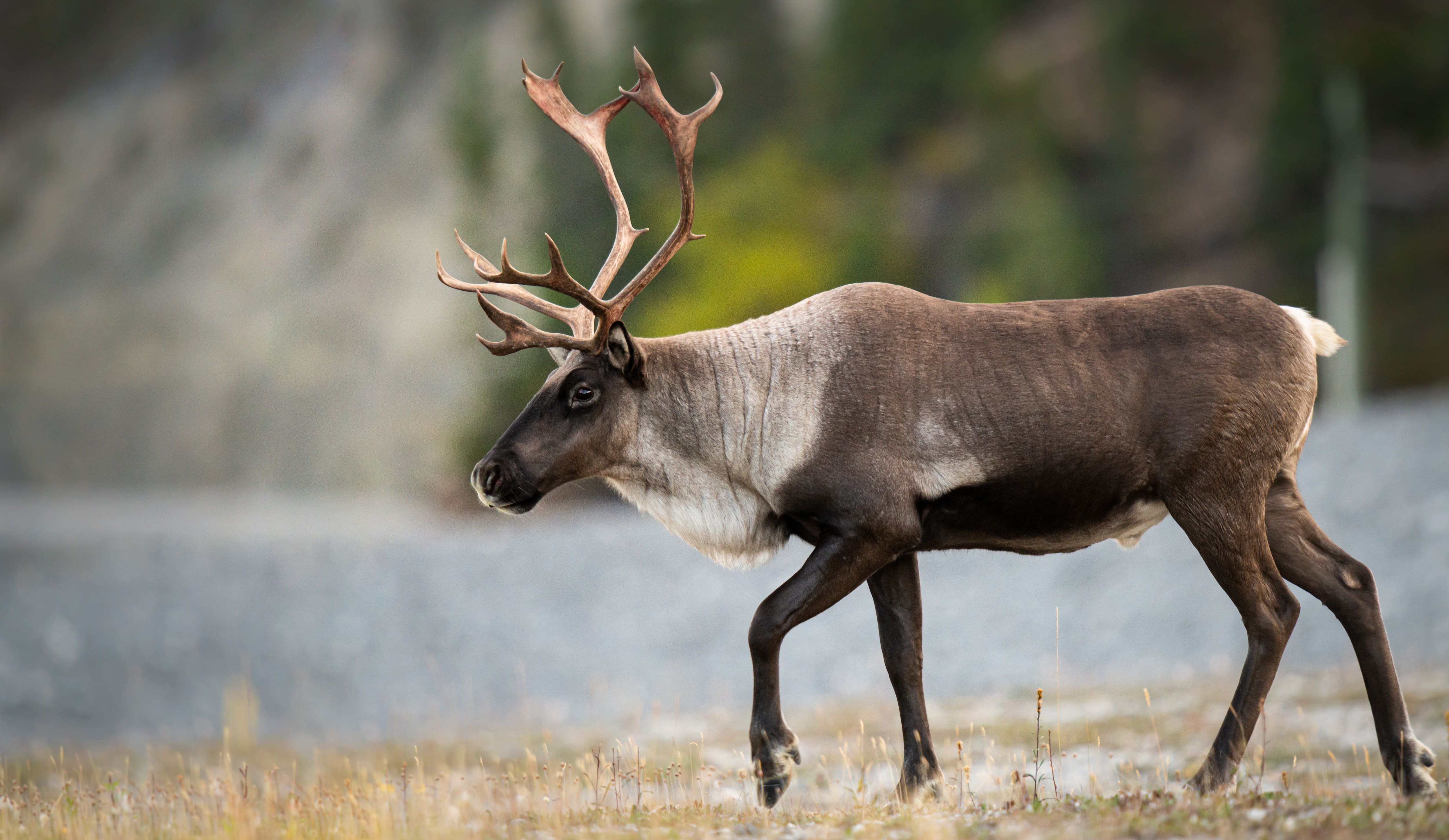 Une mobilisation régionale à la défense du caribou et du territoire de ...