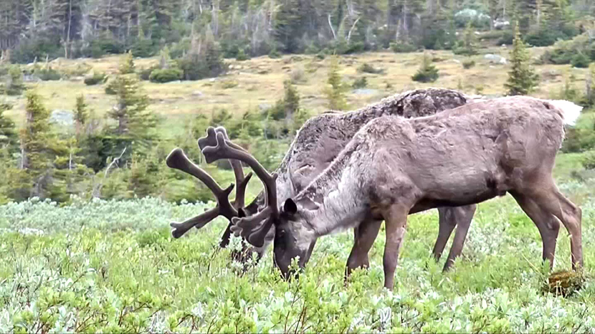 Le débat, la game et les caribous de la Suède! | JDM