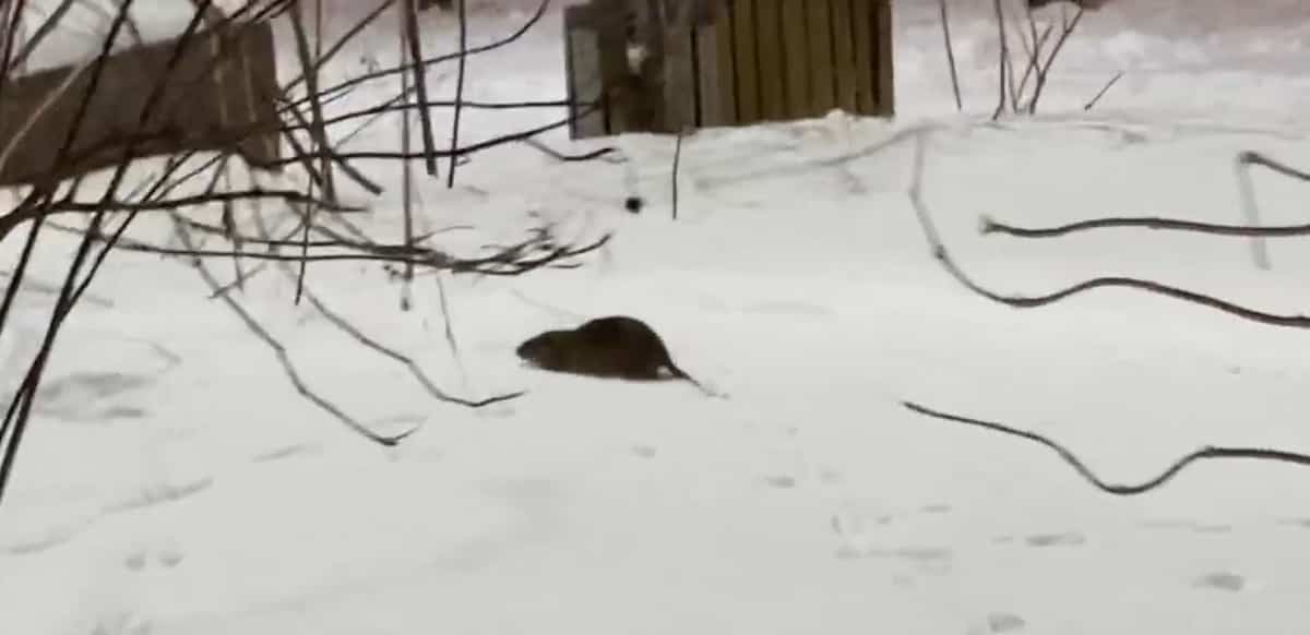 [VIDÉO] Des rats se promènent en plein centre-ville de Montréal | JDM