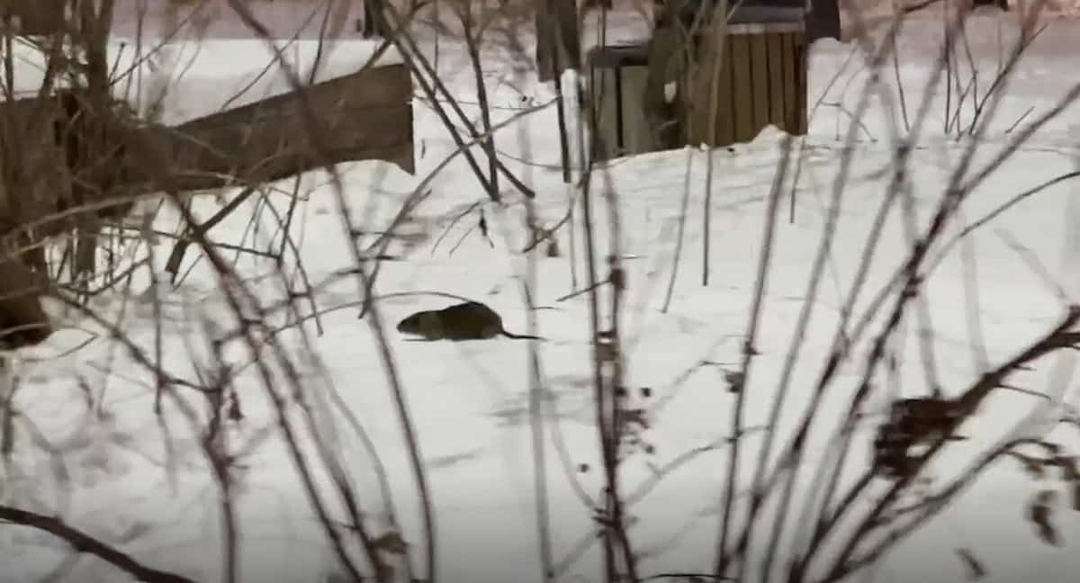 [VIDÉO] Des rats se promènent en plein centre-ville de Montréal | JDM
