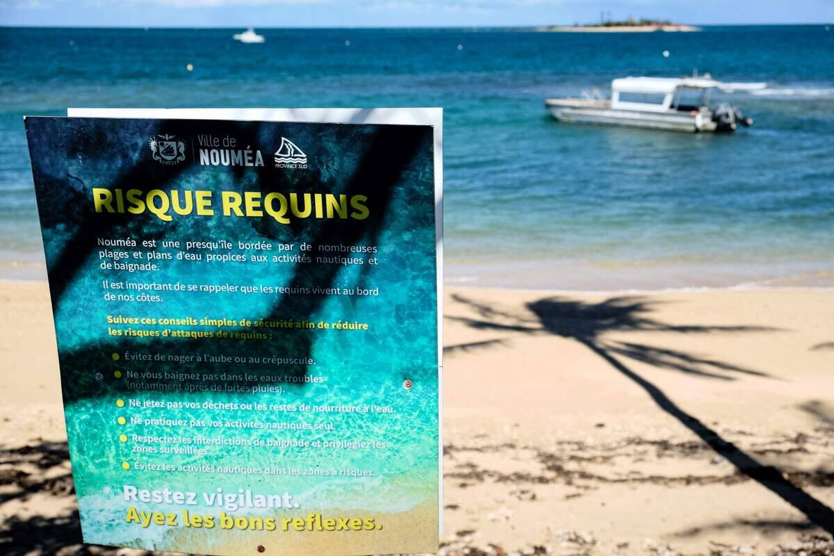 En Nouvelle-Calédonie, l'abattage des requins fait grincer des dents | JDM