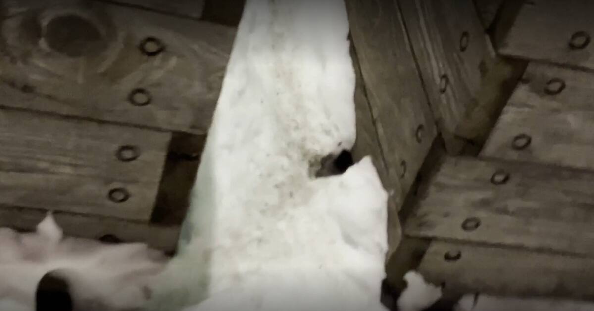 [VIDÉO] Des rats se promènent en plein centre-ville de Montréal | JDM