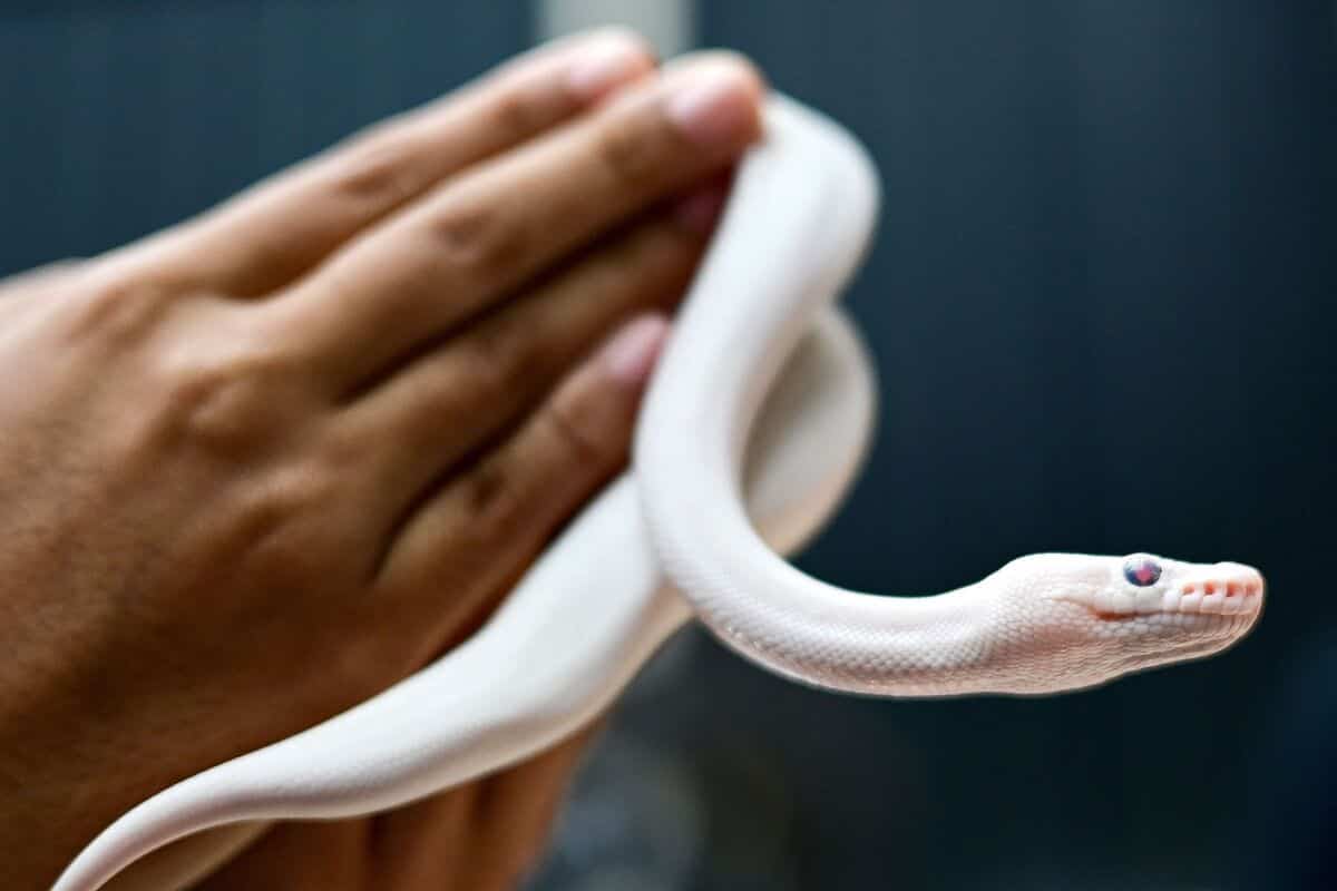 Les serpents femelles ont des clitoris et éprouvent du plaisir | Le Sac de chips