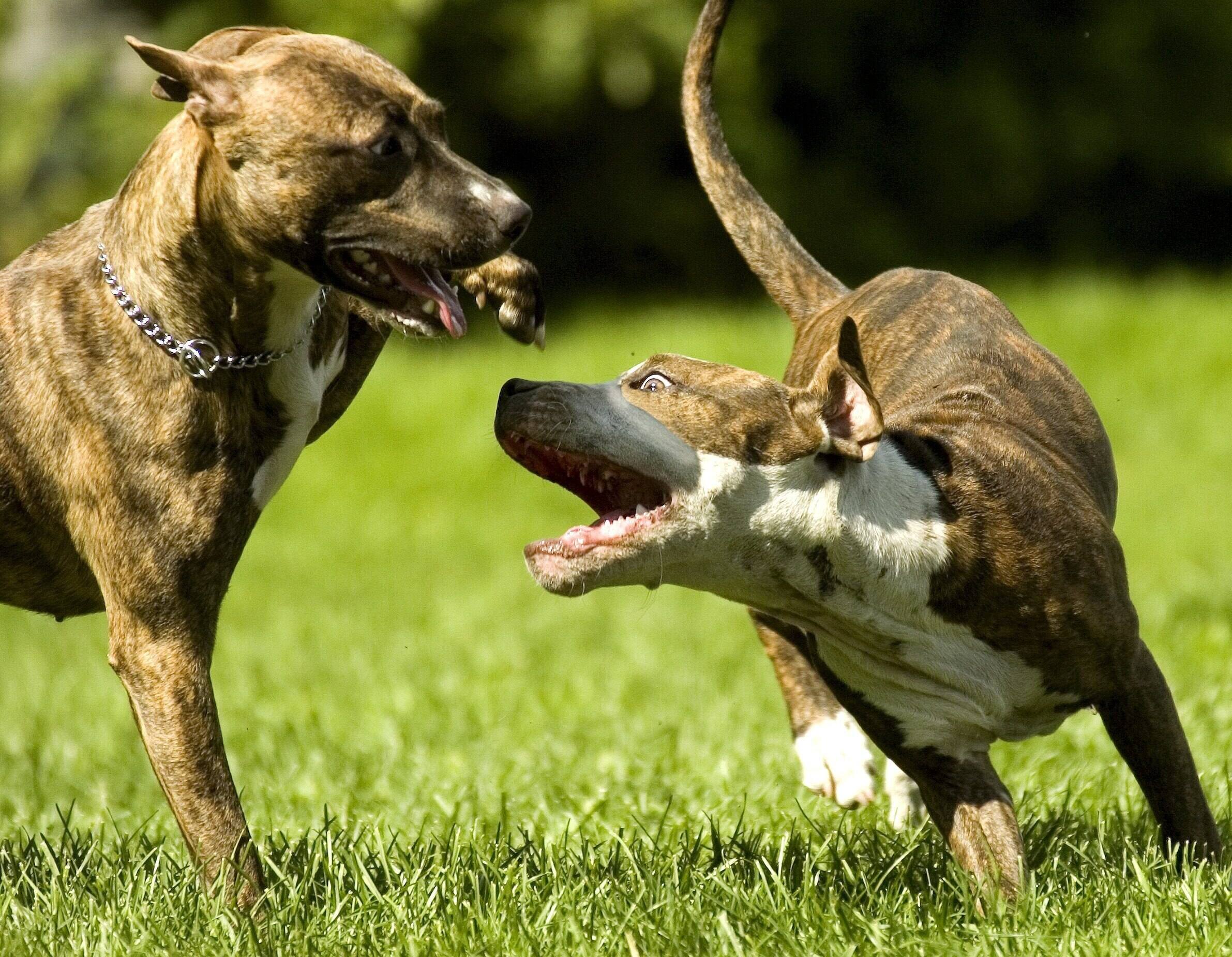 Alberta Quatre Personnes Hospitalisées Après Une Attaque De Pitbulls à