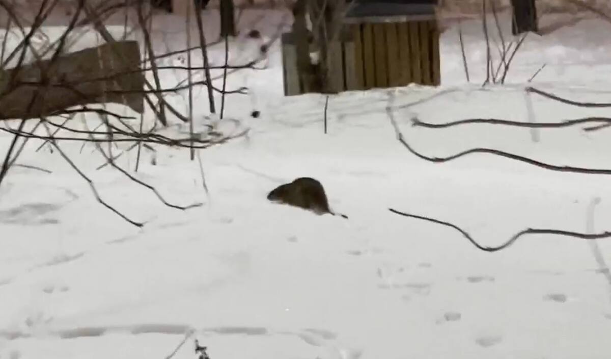 [VIDÉO] Des rats se promènent en plein centre-ville de Montréal | JDM