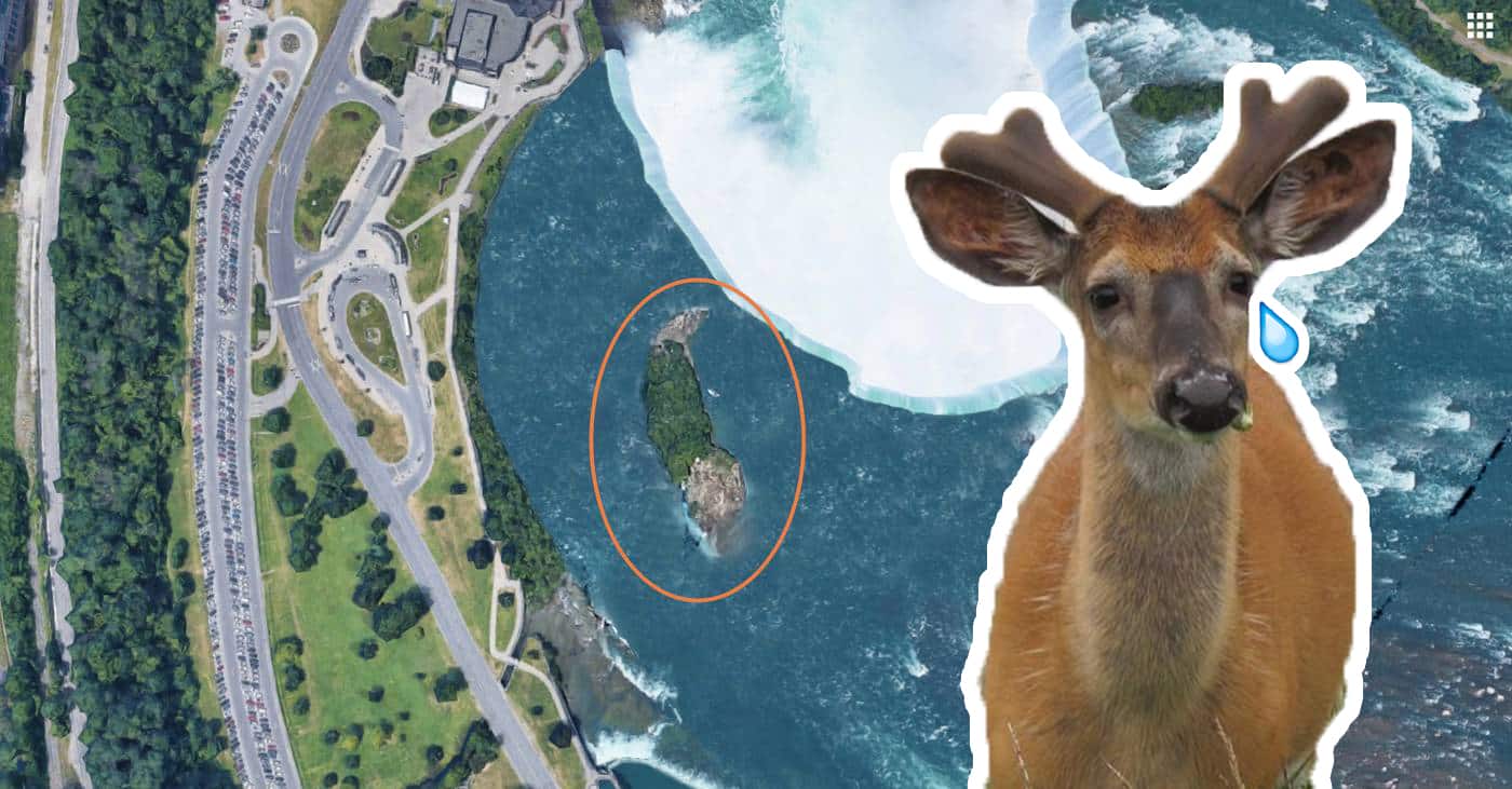 Un cerf est coincé sur une île en haut des chutes Niagara depuis un an ...