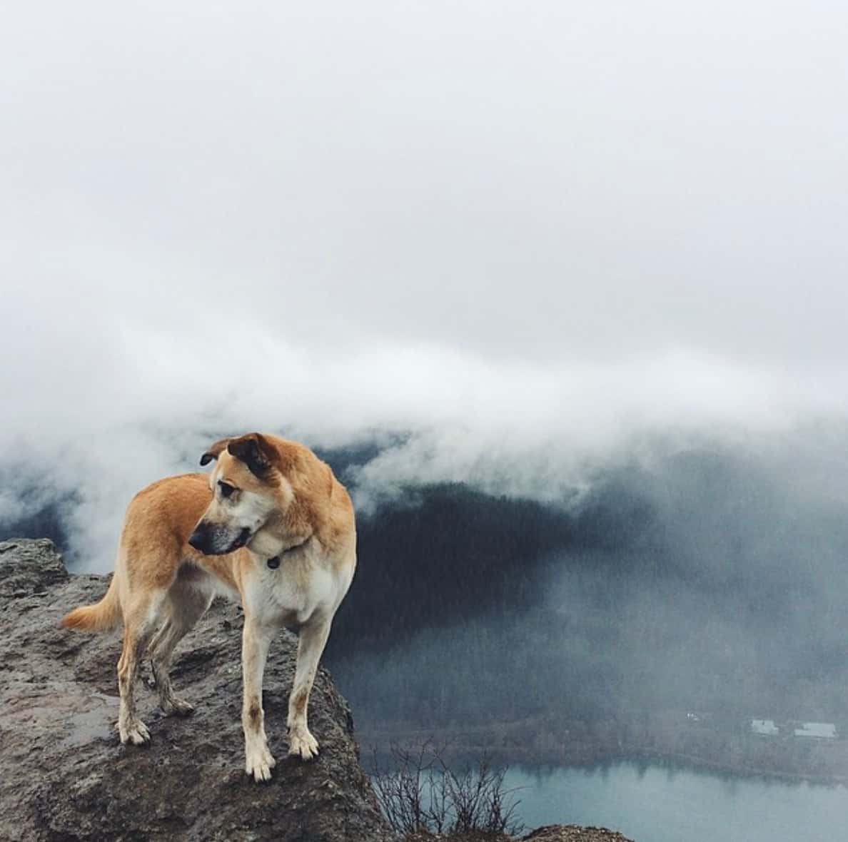 Les 10 races de chiens les plus rares au monde | Salut Bonjour