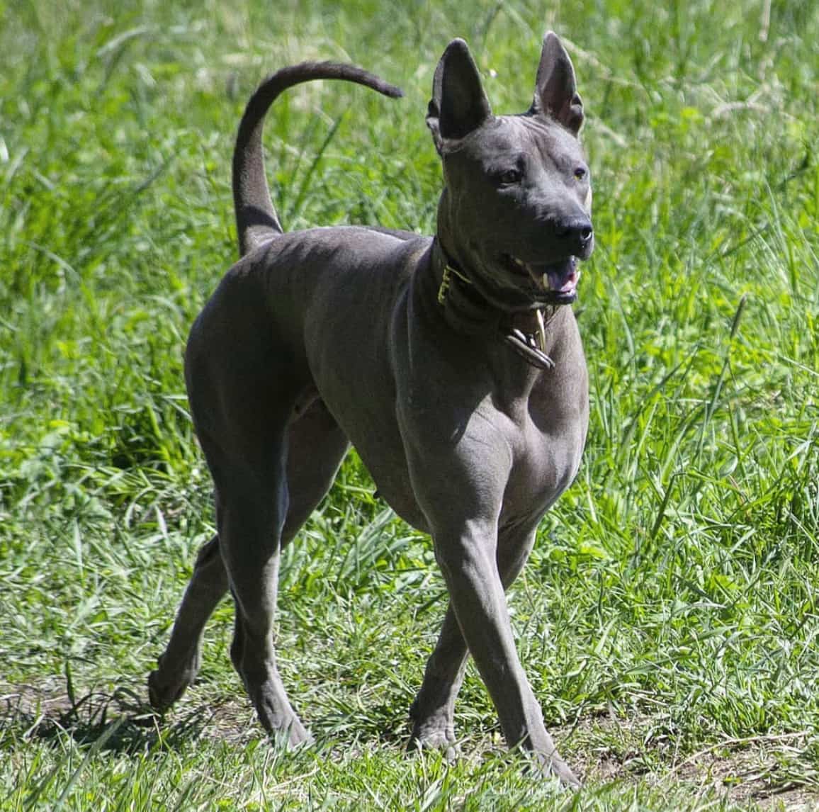 Les 10 races de chiens les plus rares au monde | Salut Bonjour