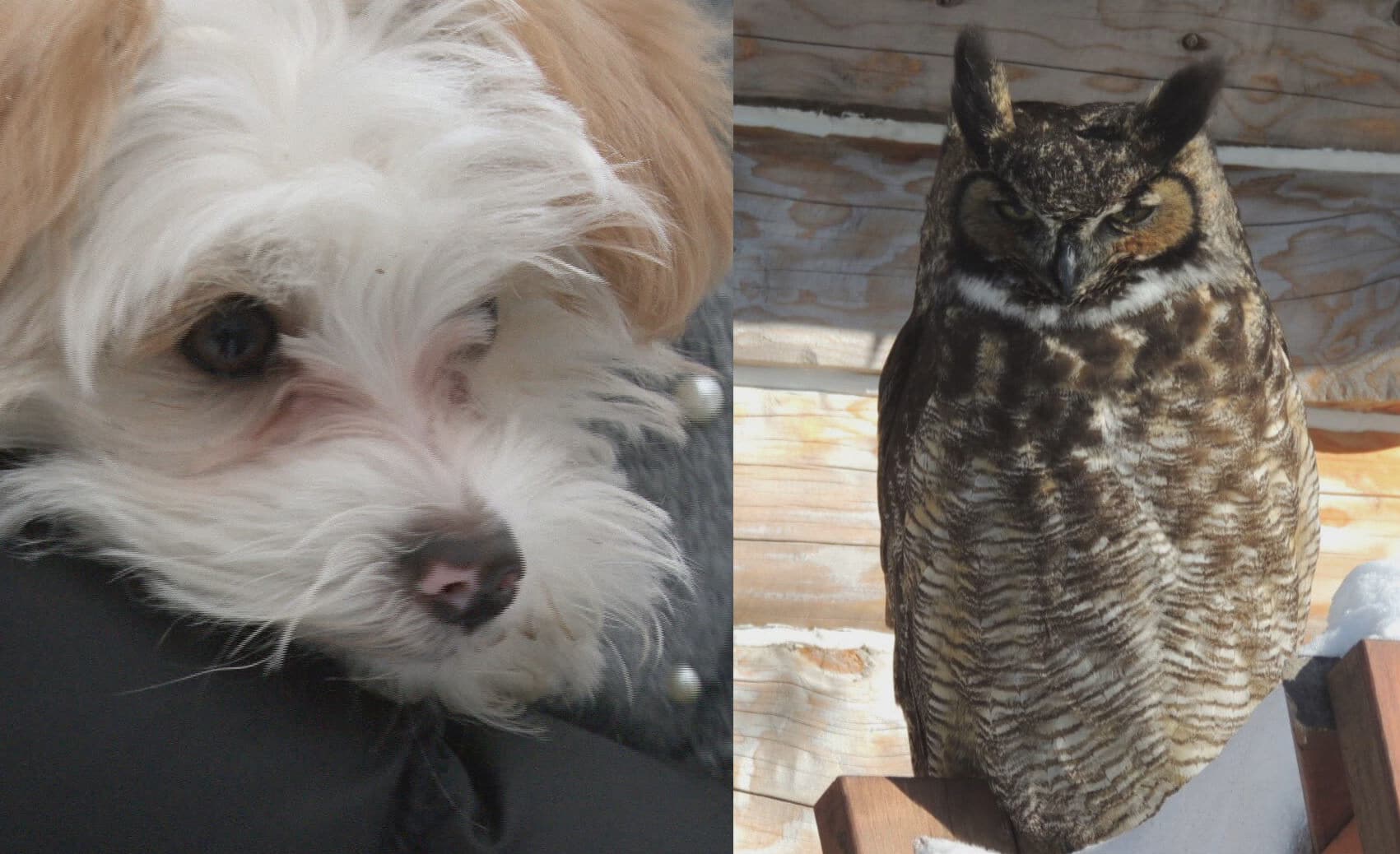 Un chien attaqué par un oiseau de proie en Estrie | TVA Nouvelles