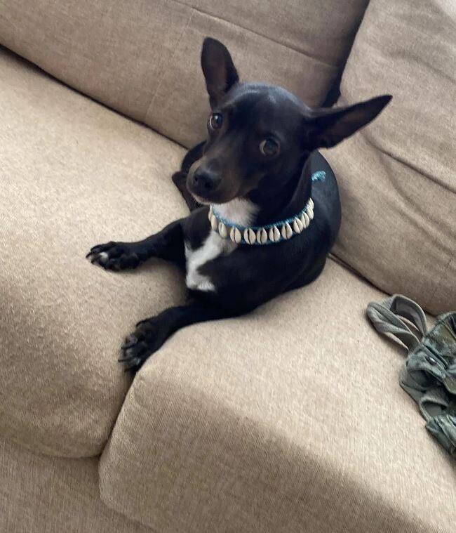 Delta perd son chien et lui offre 1800$ | TVA Nouvelles