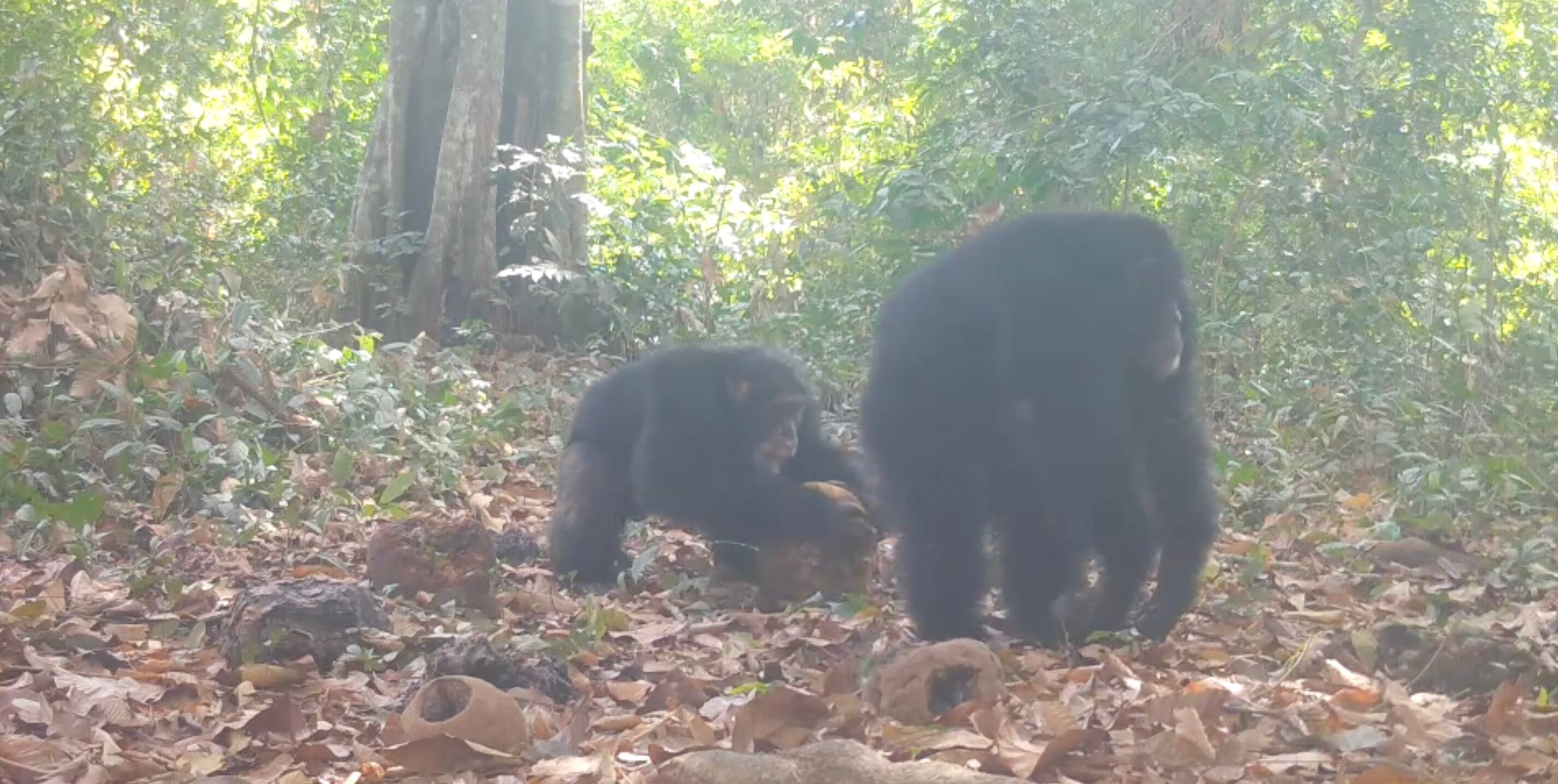 Des chimpanzés sauvages filmés en train de partager des fruits ...