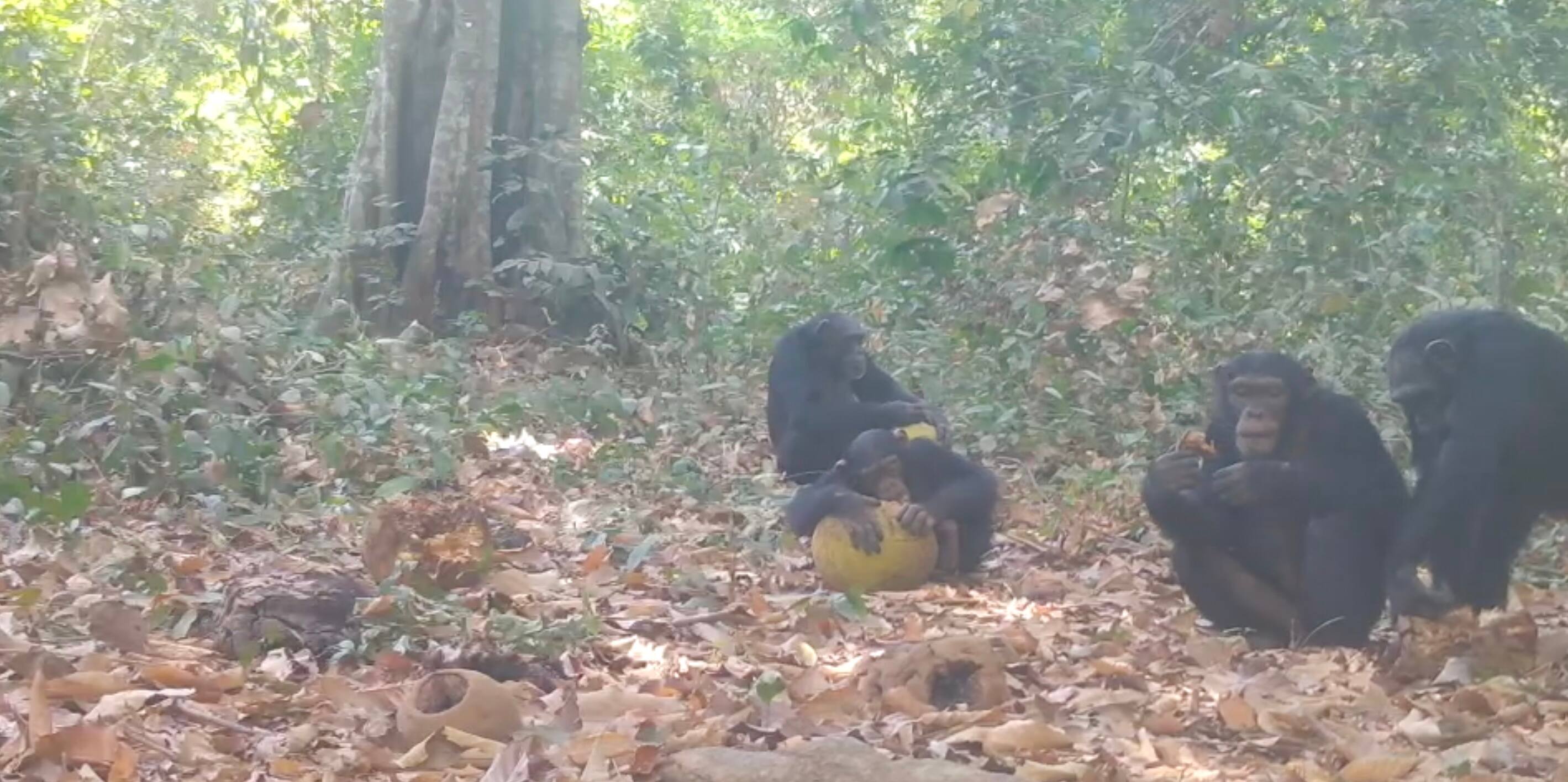Des chimpanzés sauvages filmés en train de partager des fruits ...