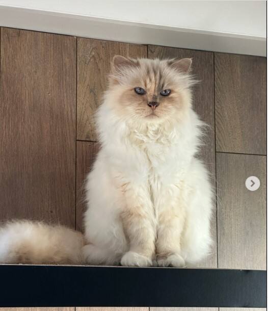 1,5 M$ d’héritage de Karl Lagerfeld: sa chatte Choupette est-elle ...