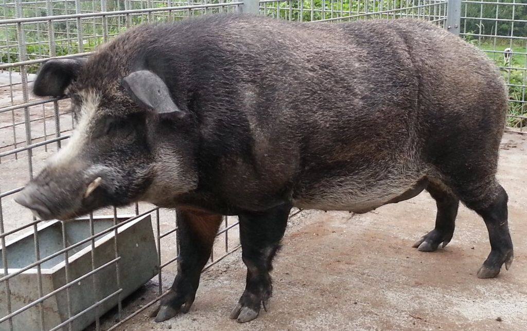 Les États-Unis envahis par des «super porcs» intelligents | JDM