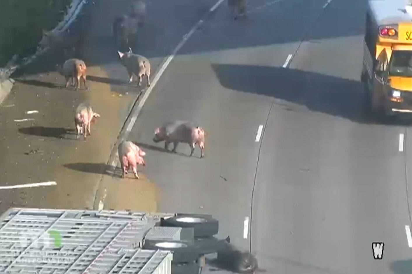 EN VIDÉO | Des cochons en cavale sur une autoroute | TVA Nouvelles