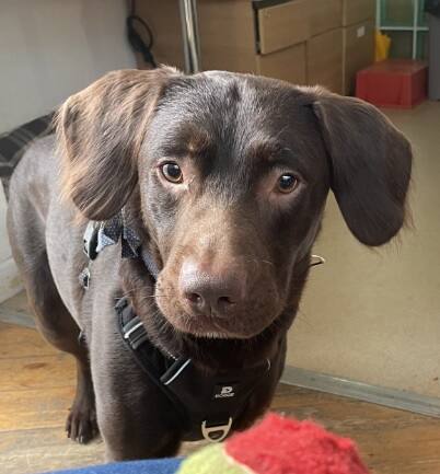 An alcoholic dog is now sober – Archyde